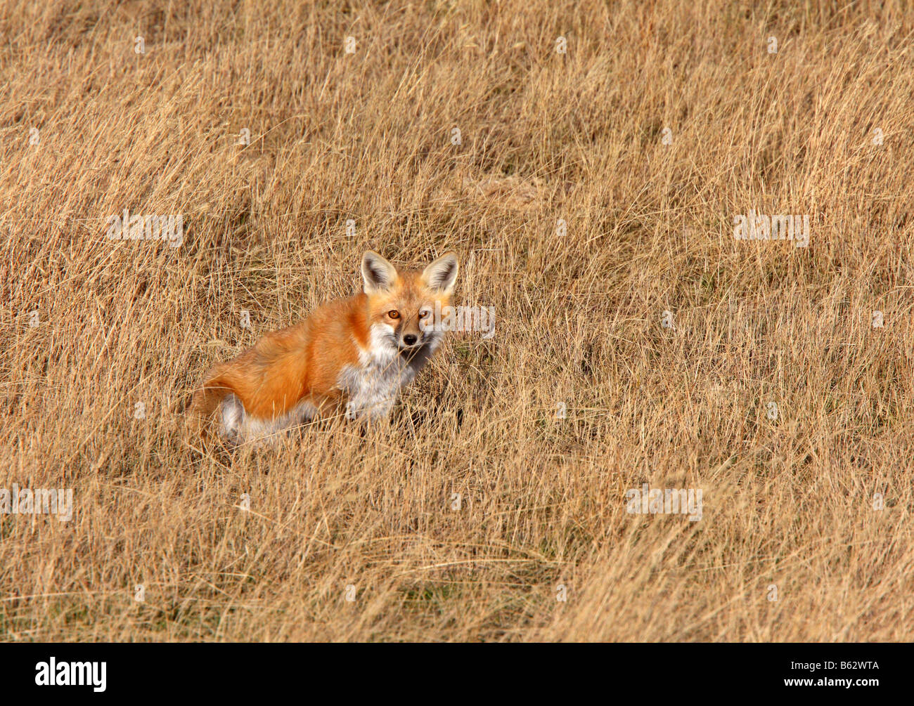 Red Fox in Saskatchewan grasslands Stock Photo - Alamy