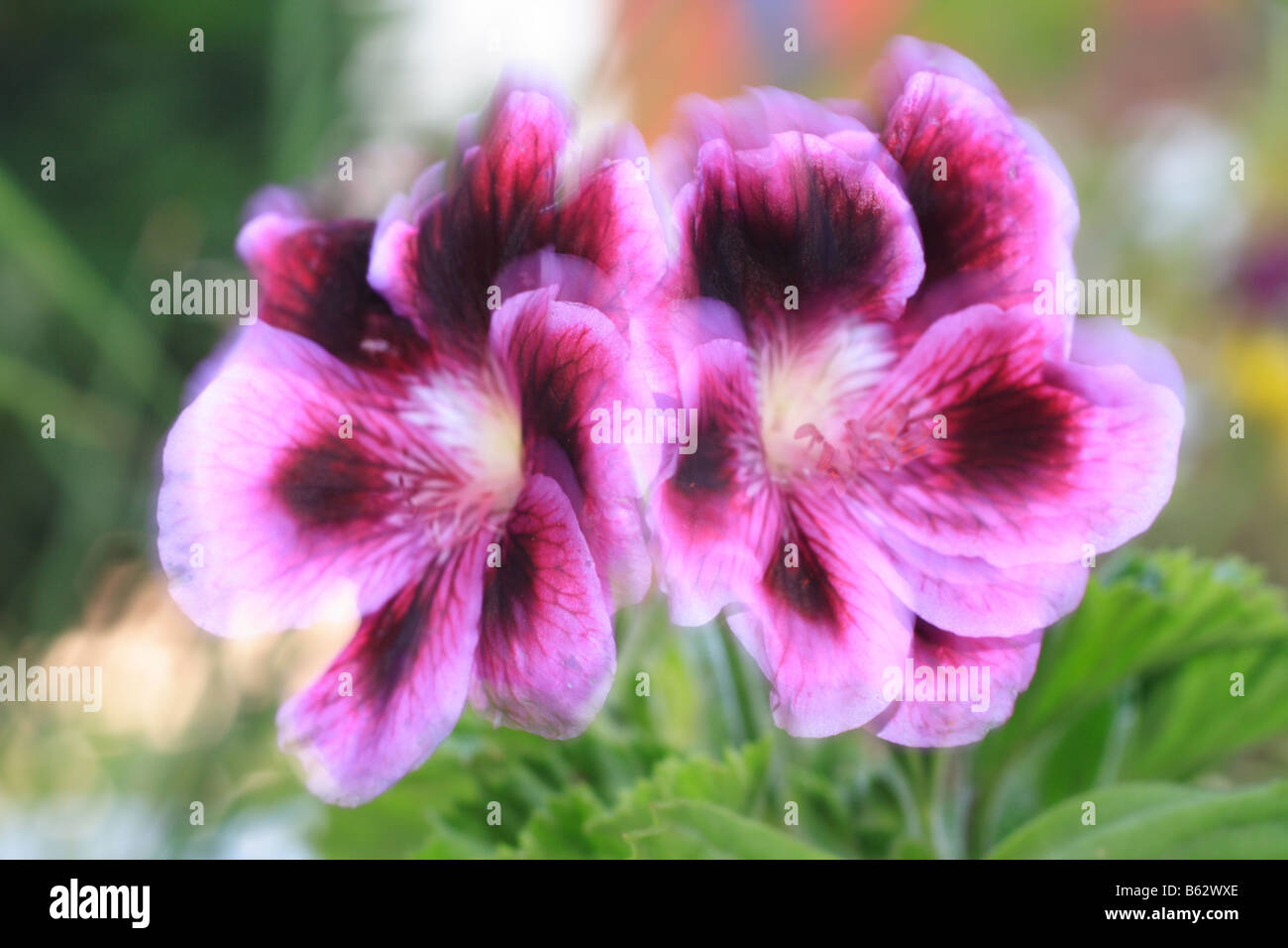 Flowers withn a light effect, Tunja, Boyacá, Colombia, South America ...