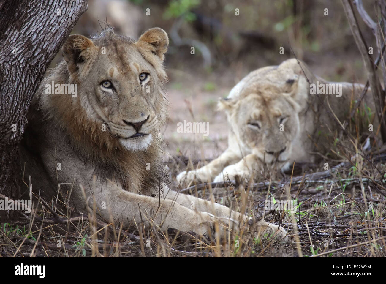 Lion in rain hi-res stock photography and images - Alamy