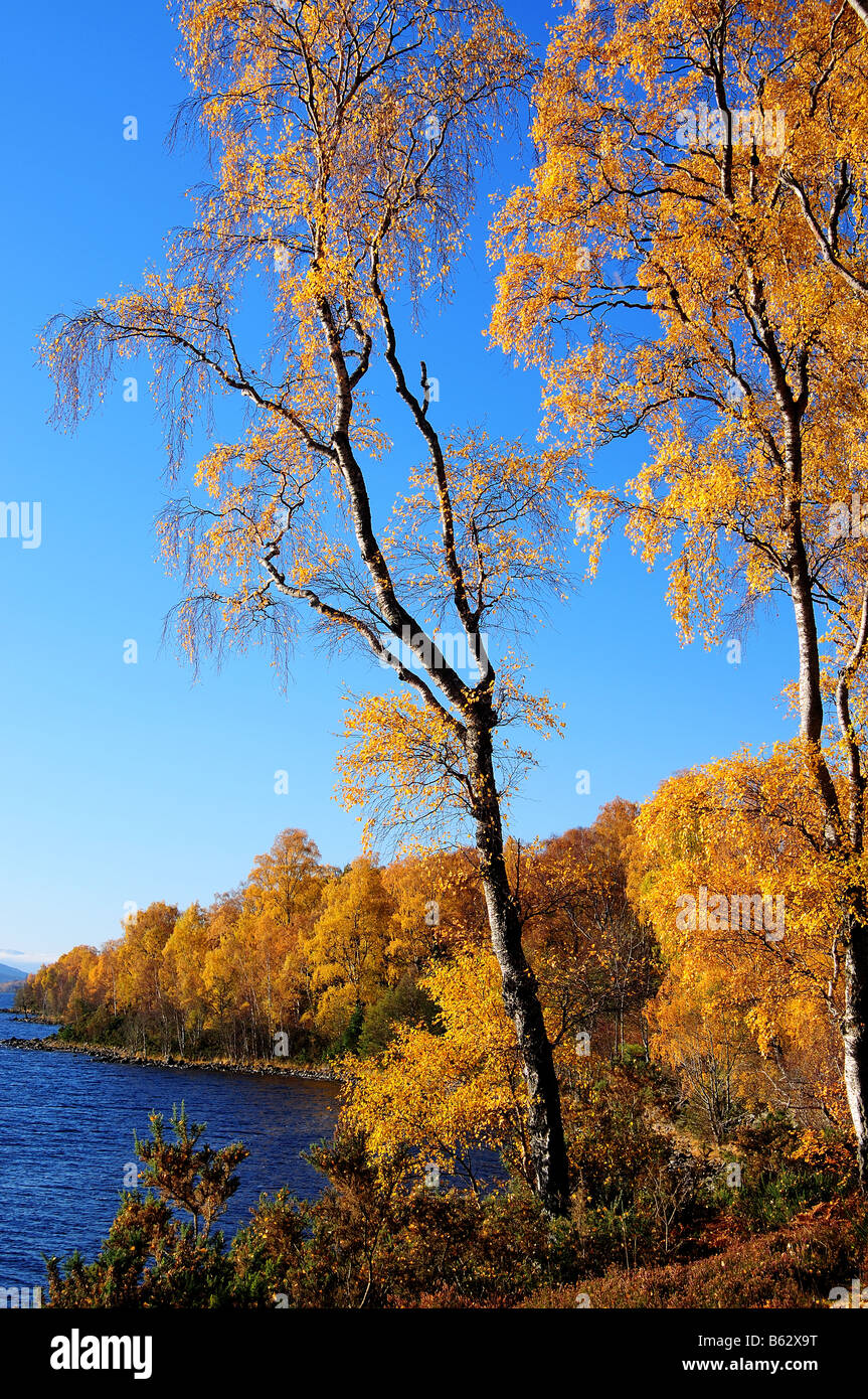 Silver Birch Trees in Autumn Perthshire Scotland UK Stock Photo - Alamy