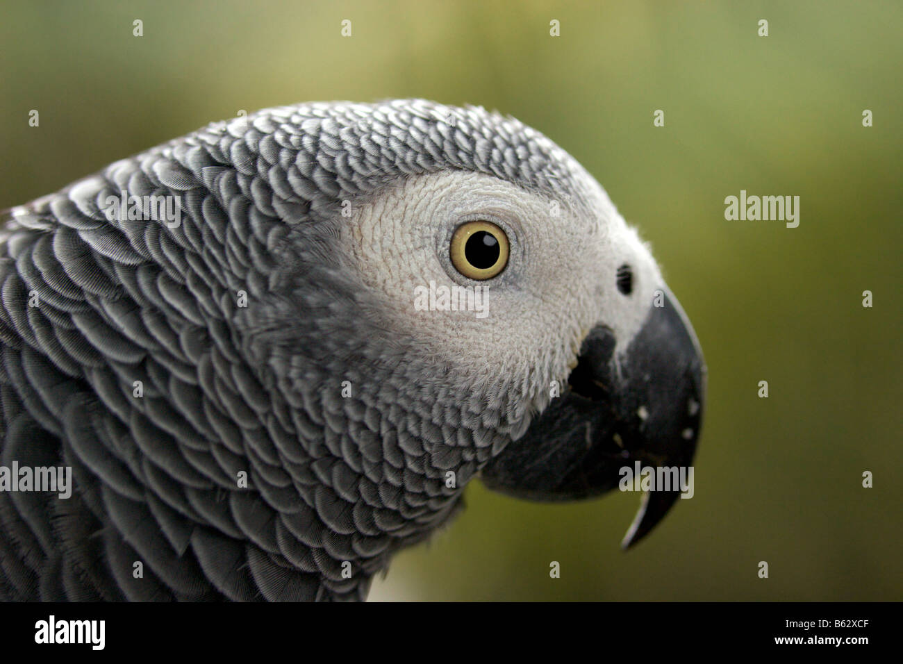 parrot african grey parrot bird Uganda Stock Photo - Alamy