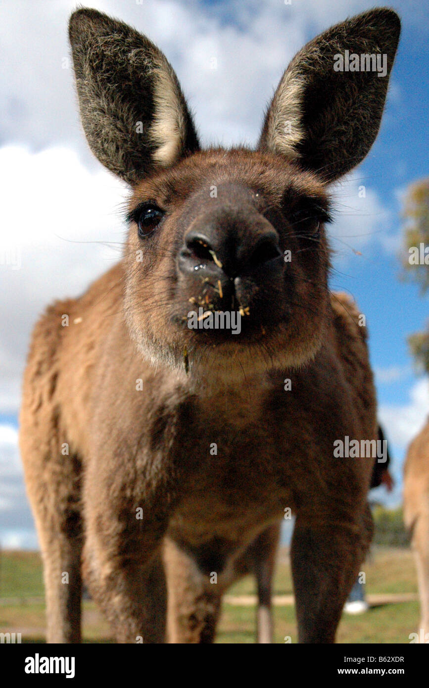 Melbourne zoo kangaroo hi-res stock photography and images - Alamy