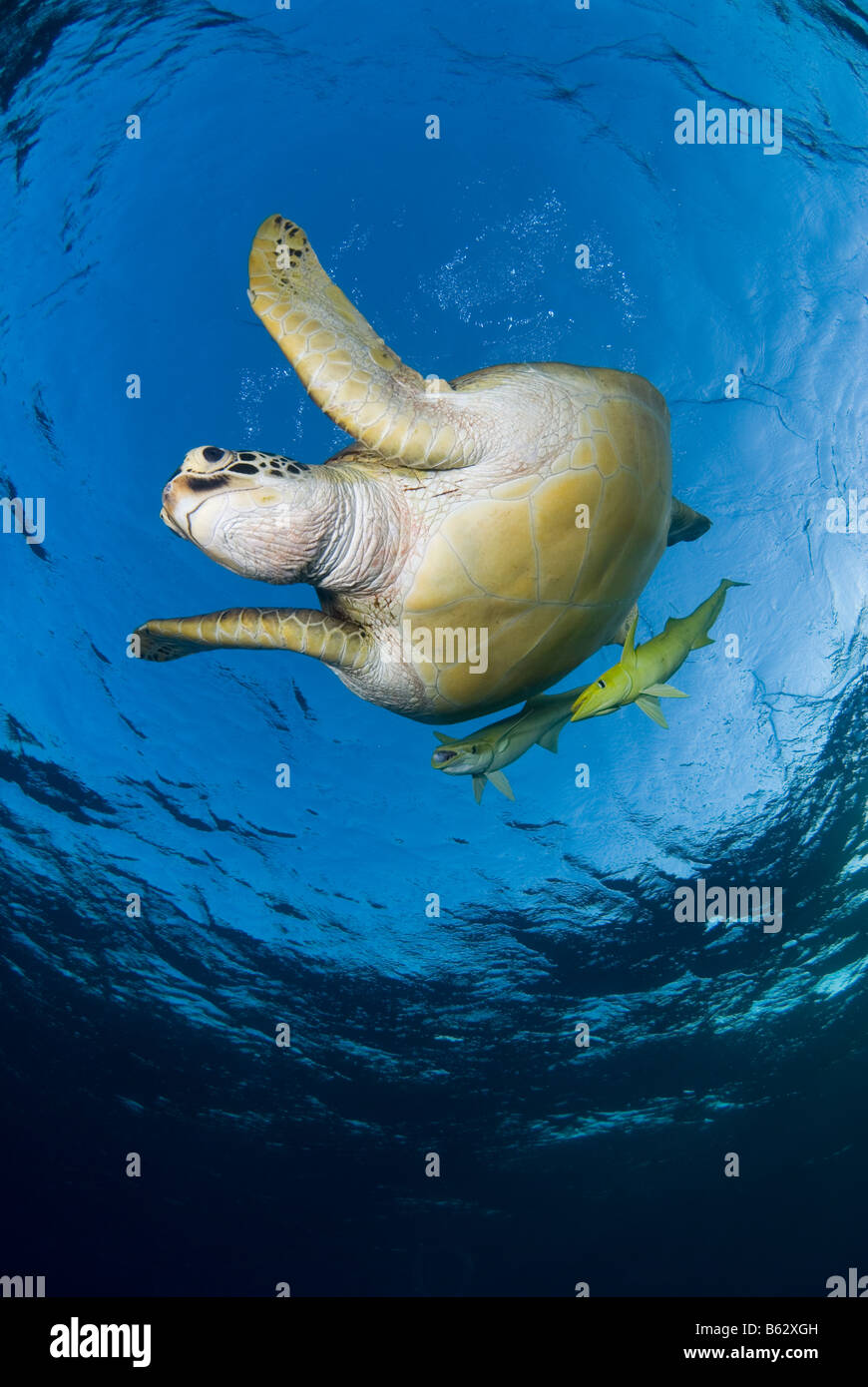 Green sea turtle, chelonia mydas, swimming in shallows after breathing ...