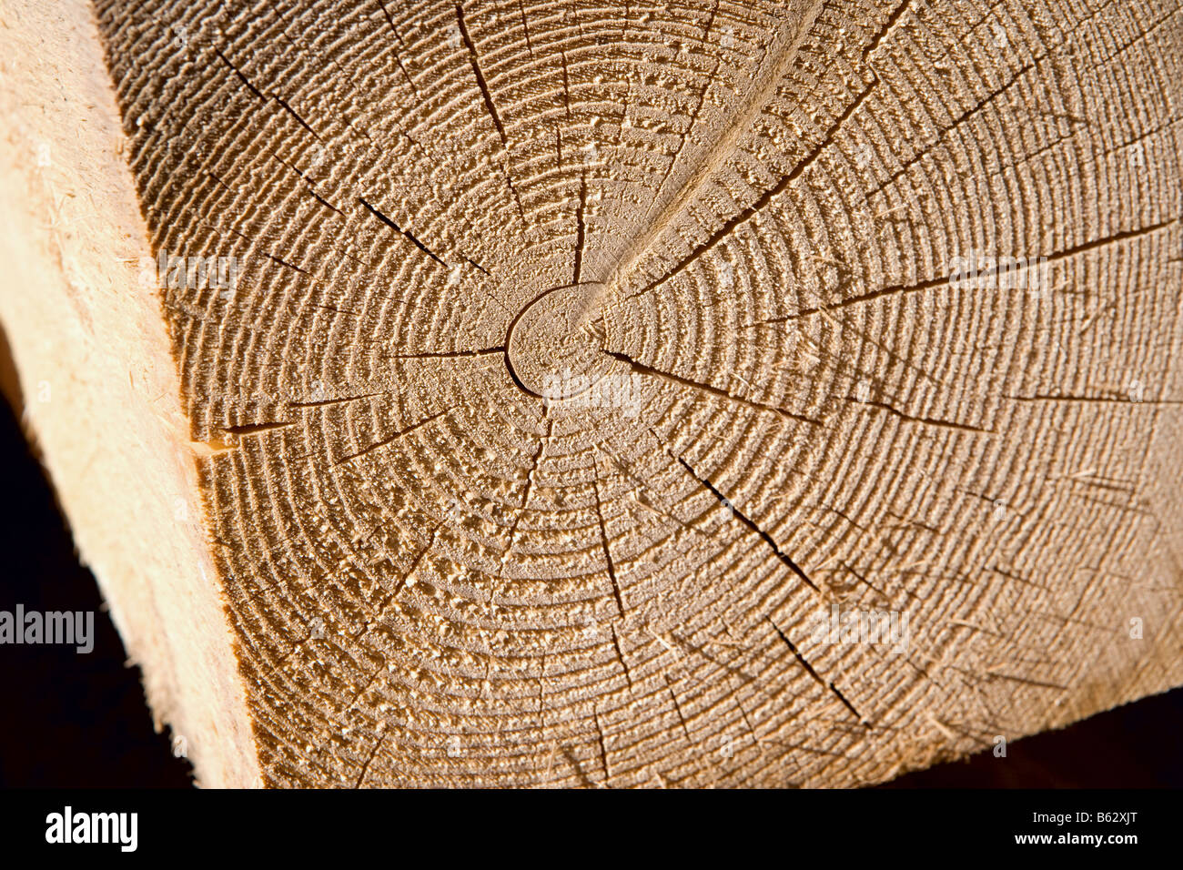End grain wood hi-res stock photography and images - Alamy