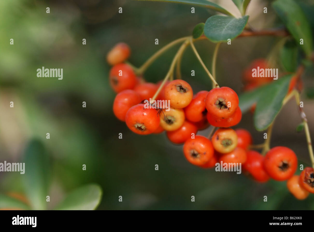 Red spider hi-res stock photography and images - Alamy