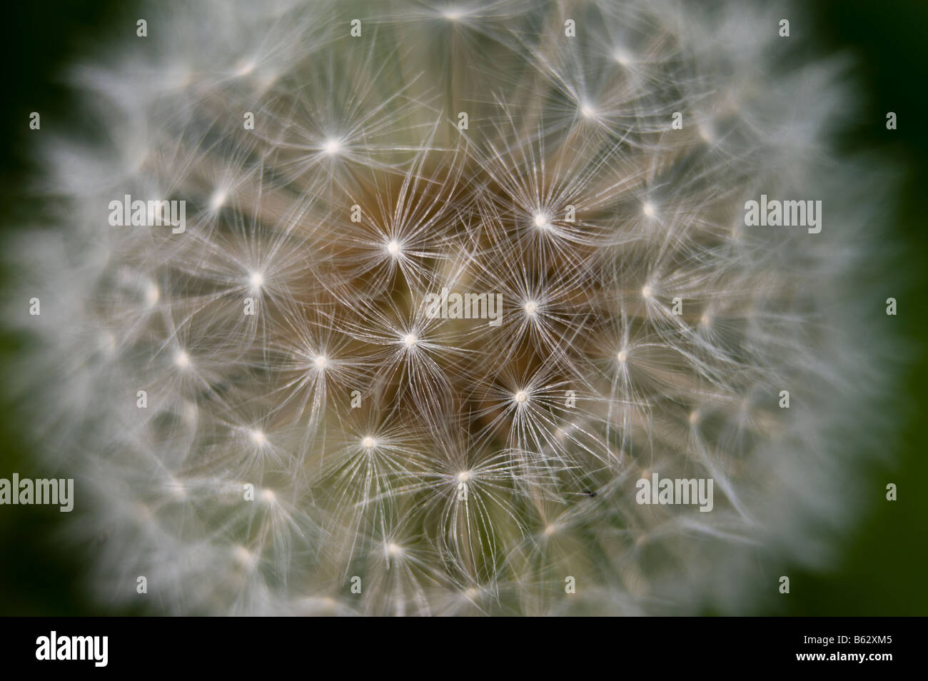 Closeup dandelion clock hi-res stock photography and images - Alamy