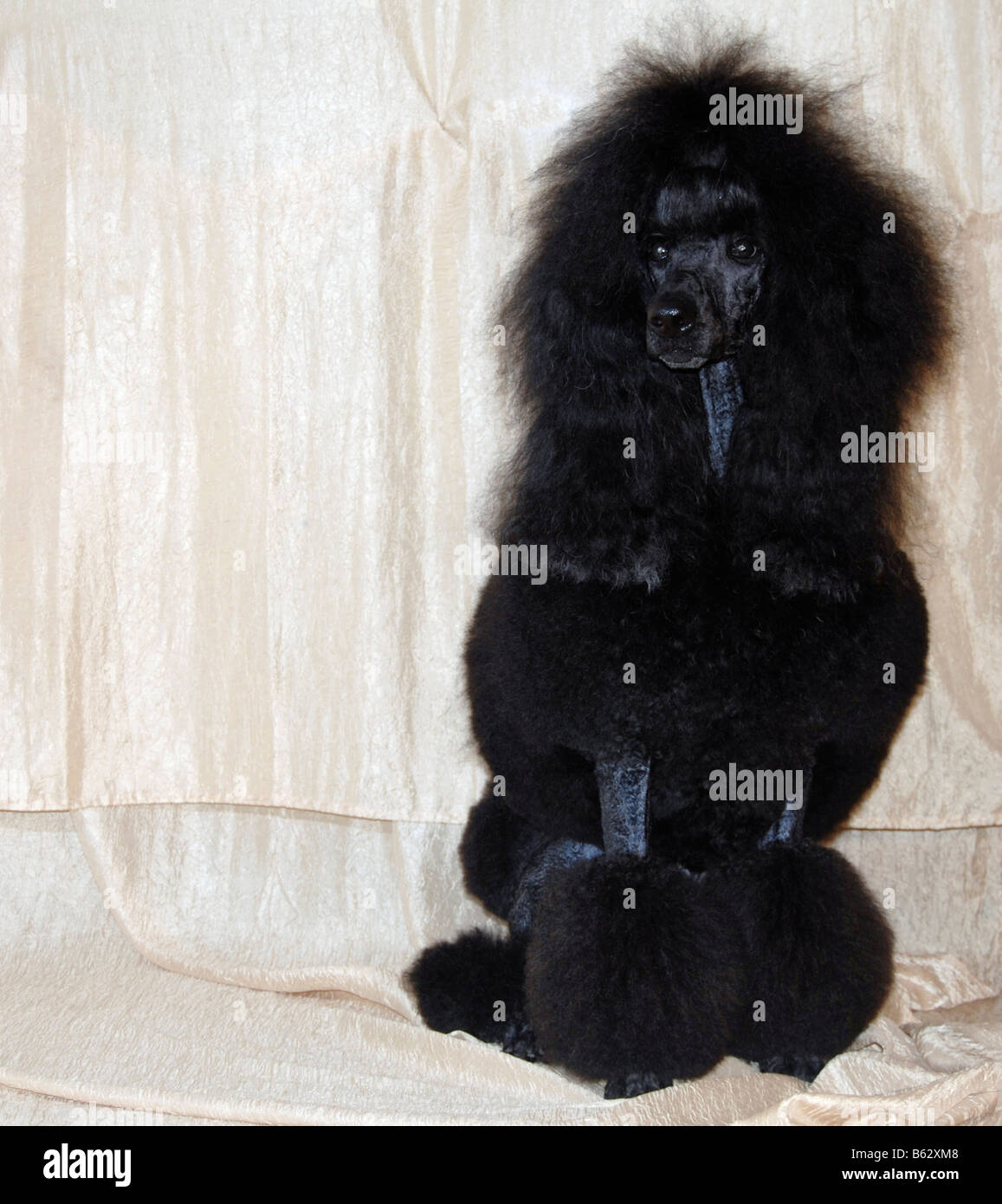 Black standard poodle hi-res stock photography and images - Alamy