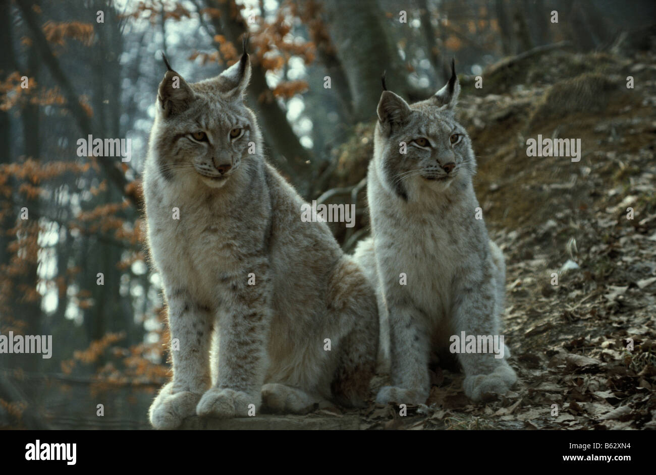 lynx European Lynx Lynx lynx adult animal animals beasts of prey Europa ...