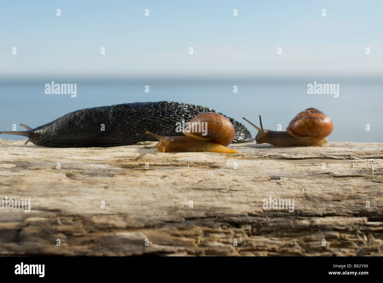 Snails on a log hi-res stock photography and images - Alamy