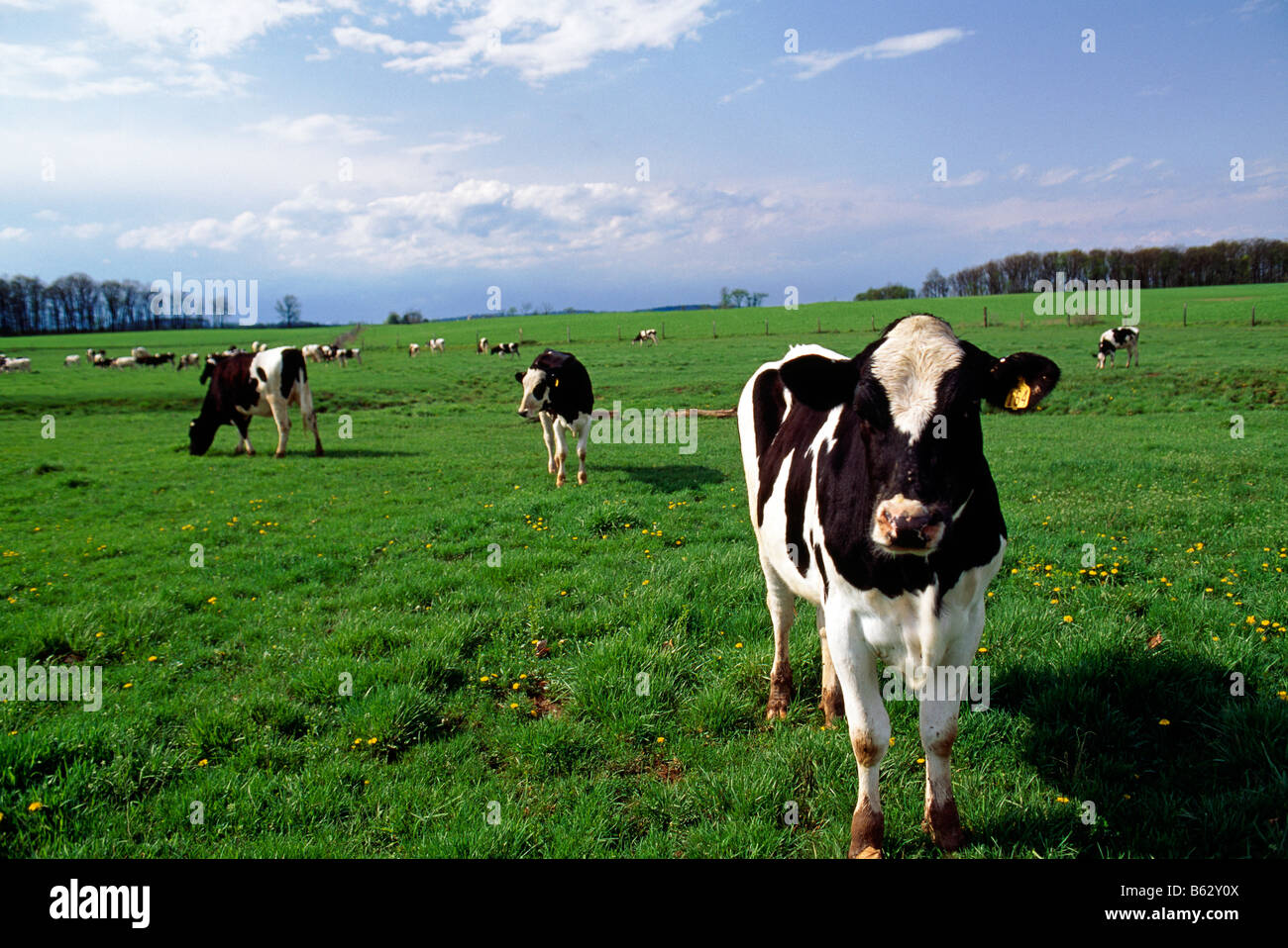Holstein dairy cows in pasture Lonely Spot Farm near Bellefonte ...