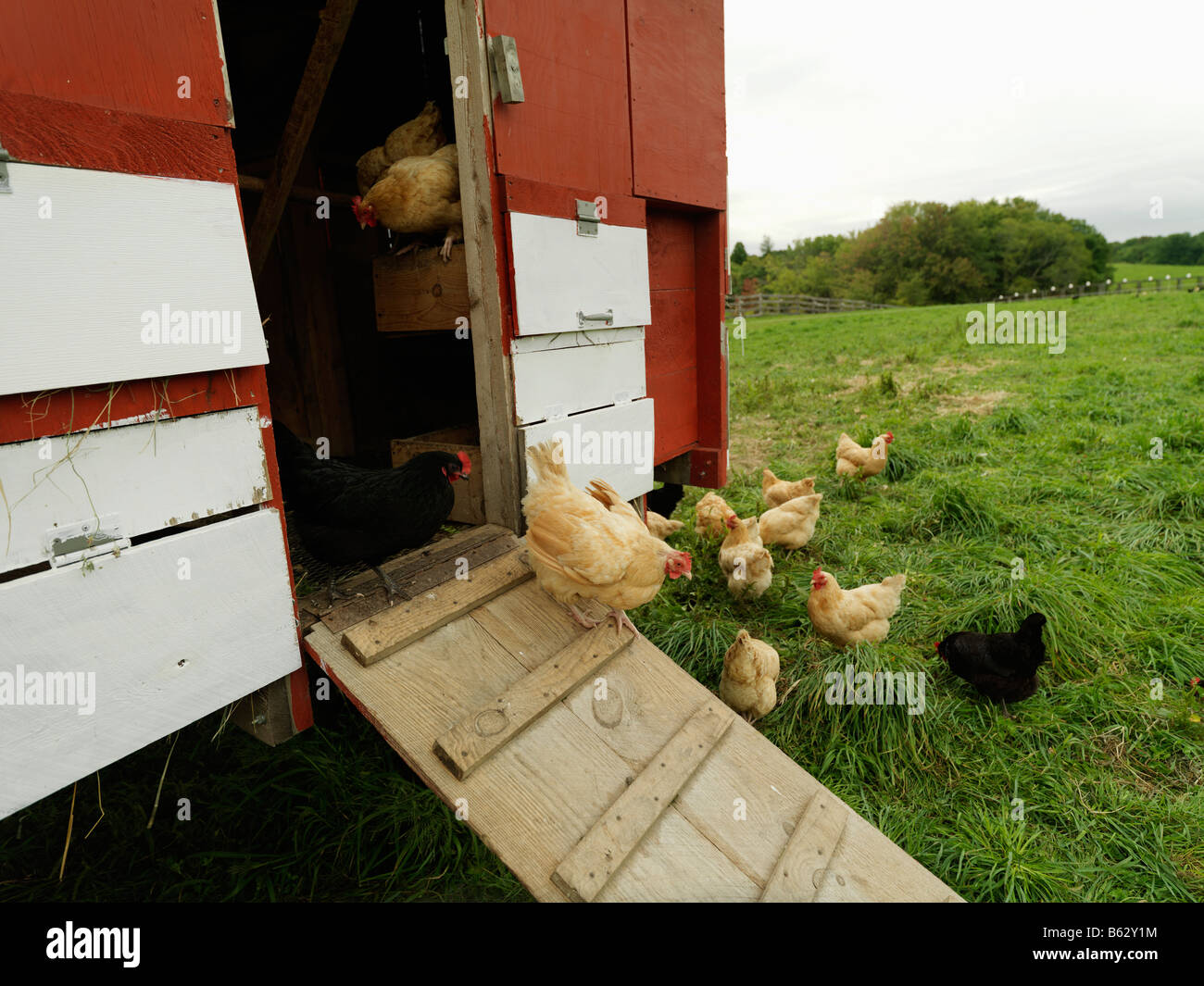 Free range chickens barn hi-res stock photography and images - Alamy