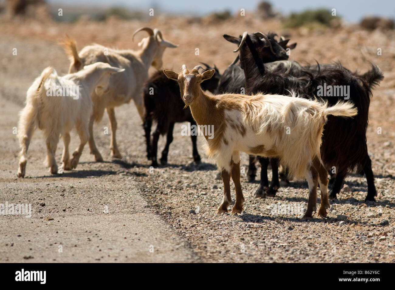 Feral goats in Crete Stock Photo - Alamy