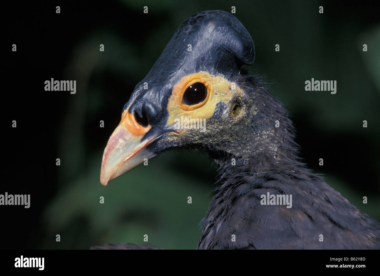 Megapode Eggs Stock Photos & Megapode Eggs Stock Images - Alamy