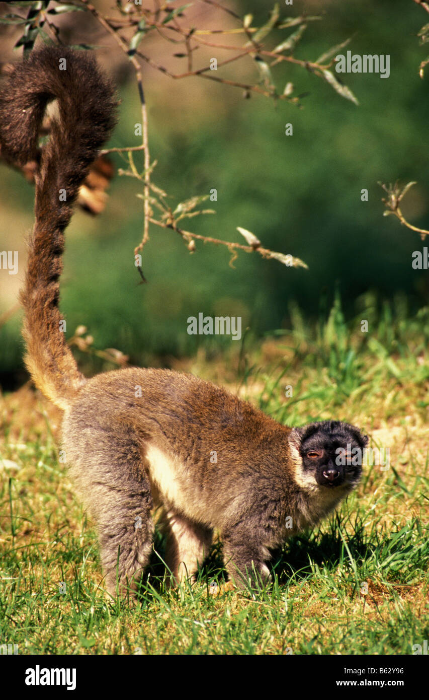 lemur de mayotte Mayottenmaki Brown Lemur Petterus fulvus mayottensis ...