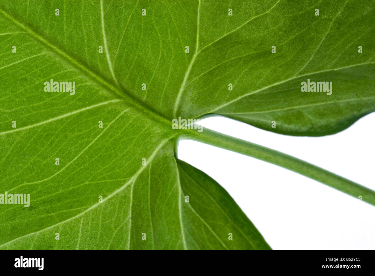 Close-up of a leaf Stock Photo - Alamy