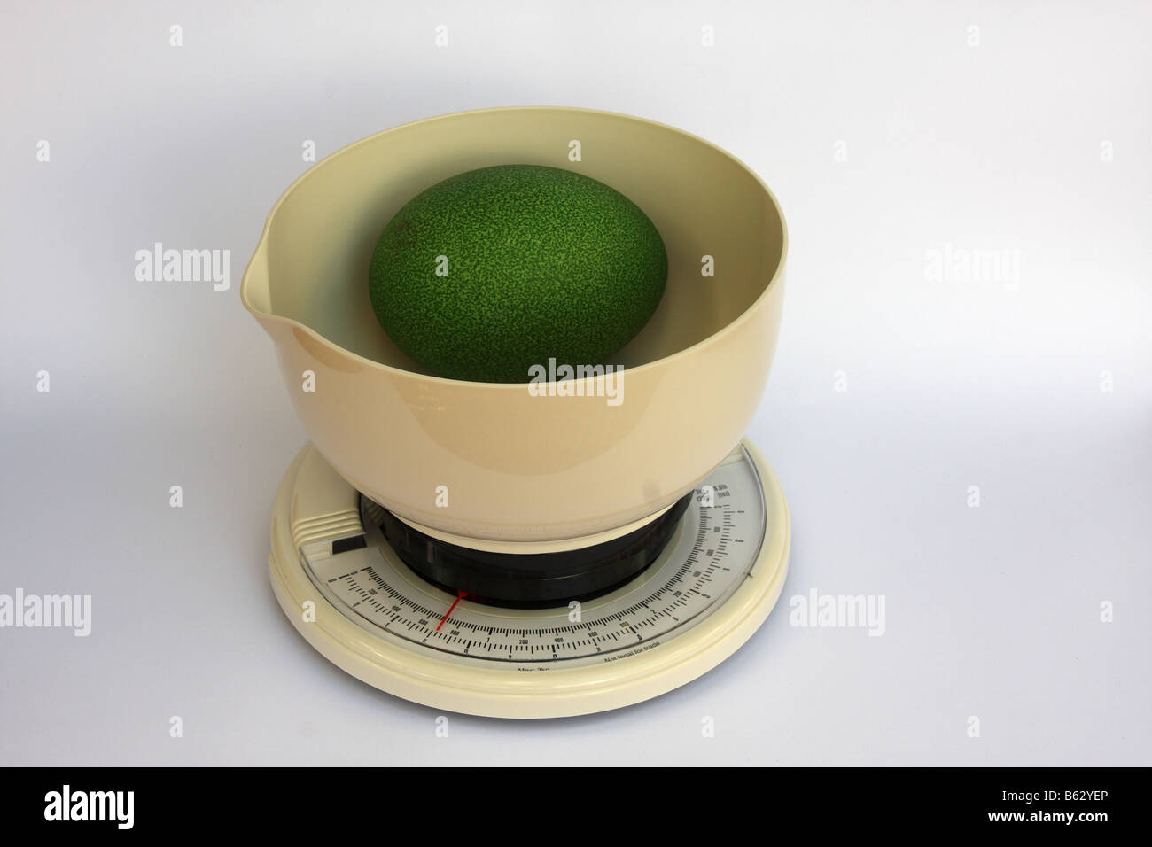 Southern cassowary egg hi-res stock photography and images - Alamy