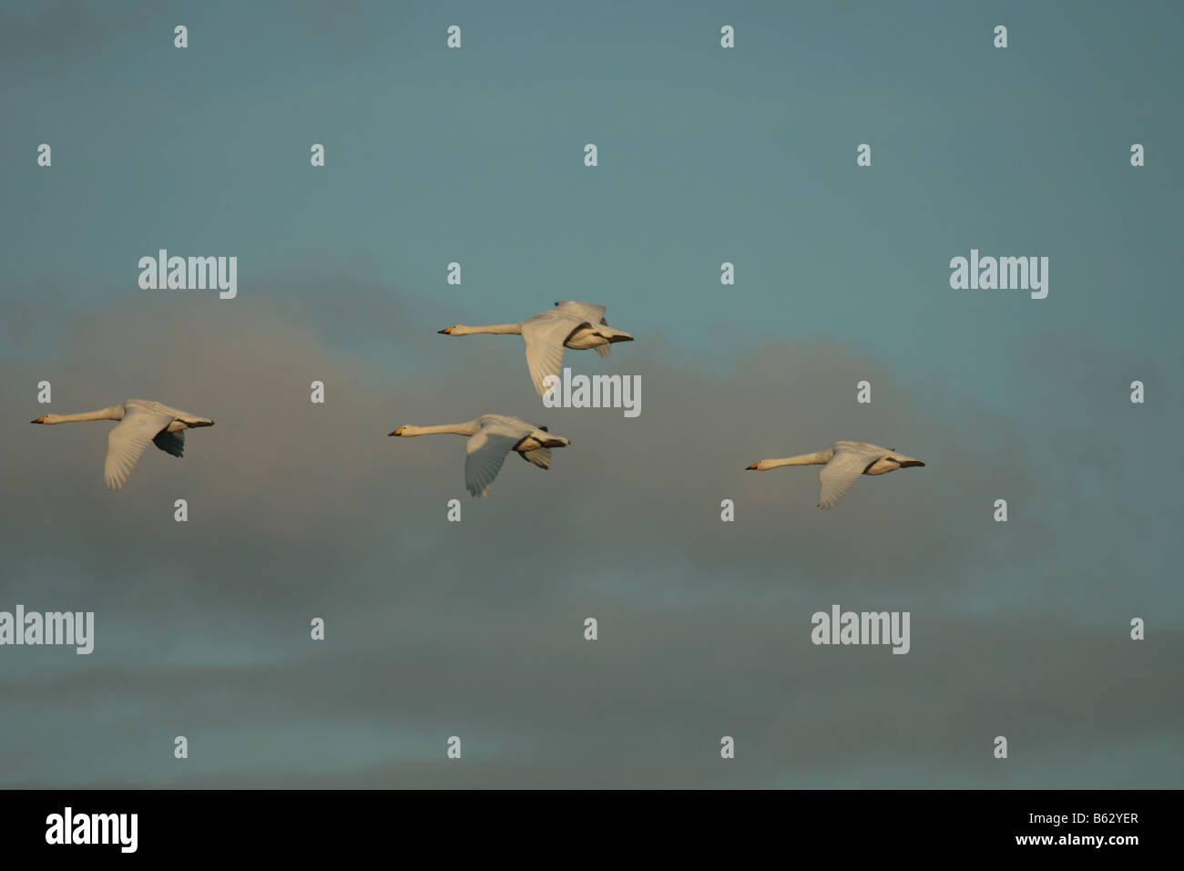 Four whooper swans in flight hi-res stock photography and images - Alamy