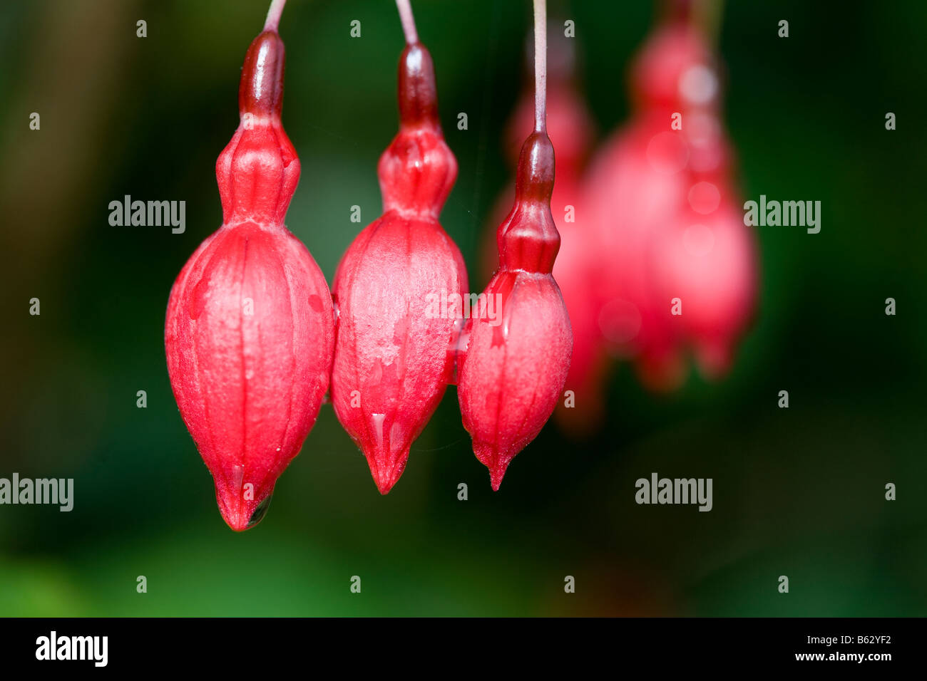 Fuchsia triphylla hi-res stock photography and images - Alamy