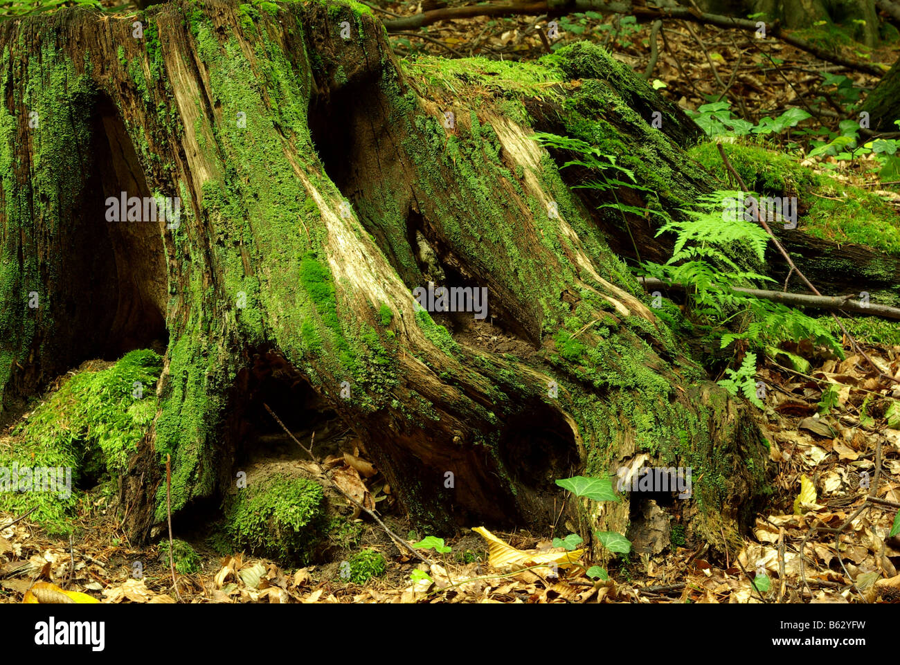 Tree bole hi-res stock photography and images - Alamy