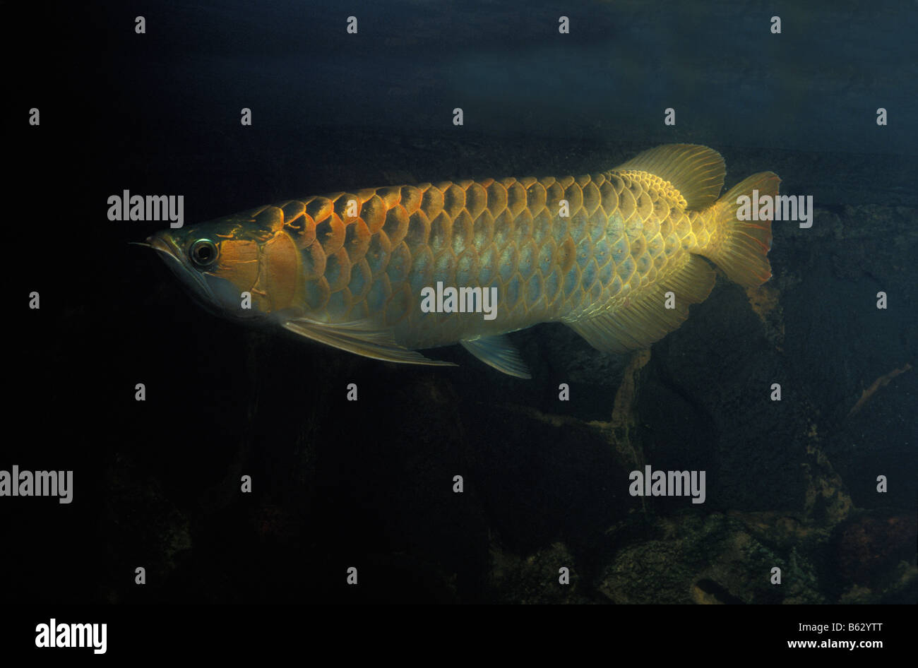 Dragon fish hi-res stock photography and images - Alamy