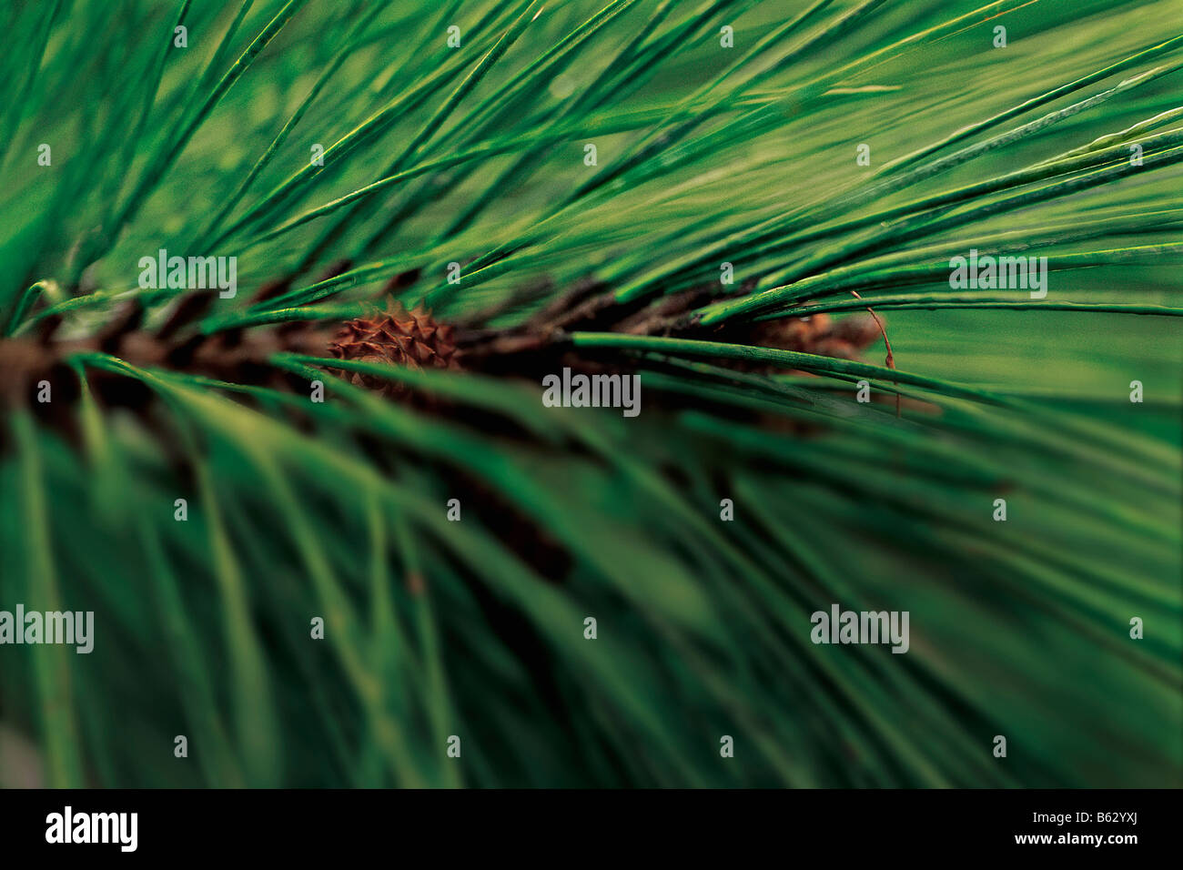 Pine tree needles hi-res stock photography and images - Alamy