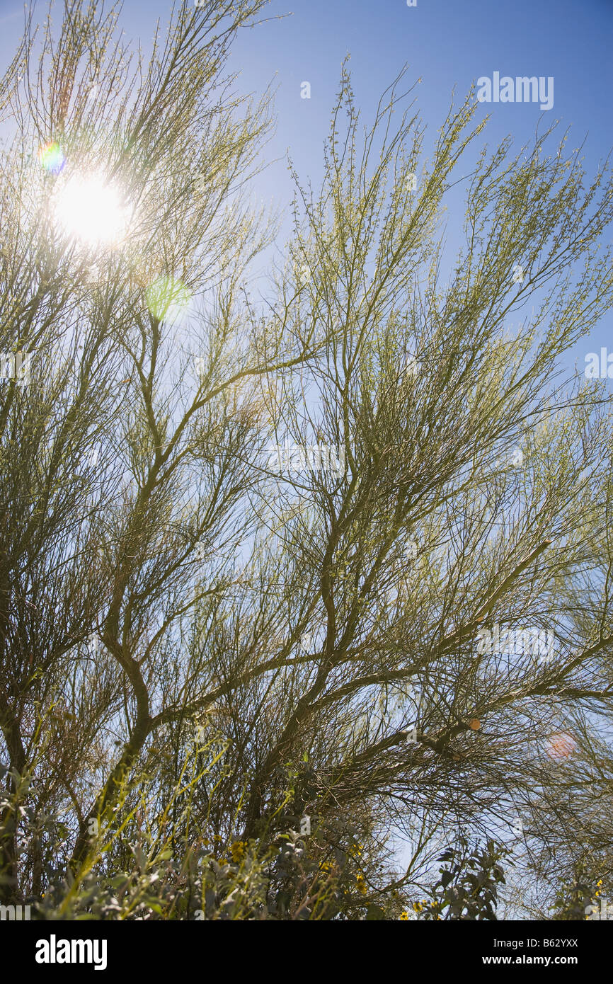 Desert plant hi-res stock photography and images - Alamy