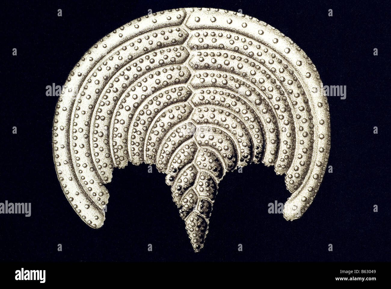 Thalamophora / Kammerlinge, Name Globigerina, Haeckel, Kunstformen der ...