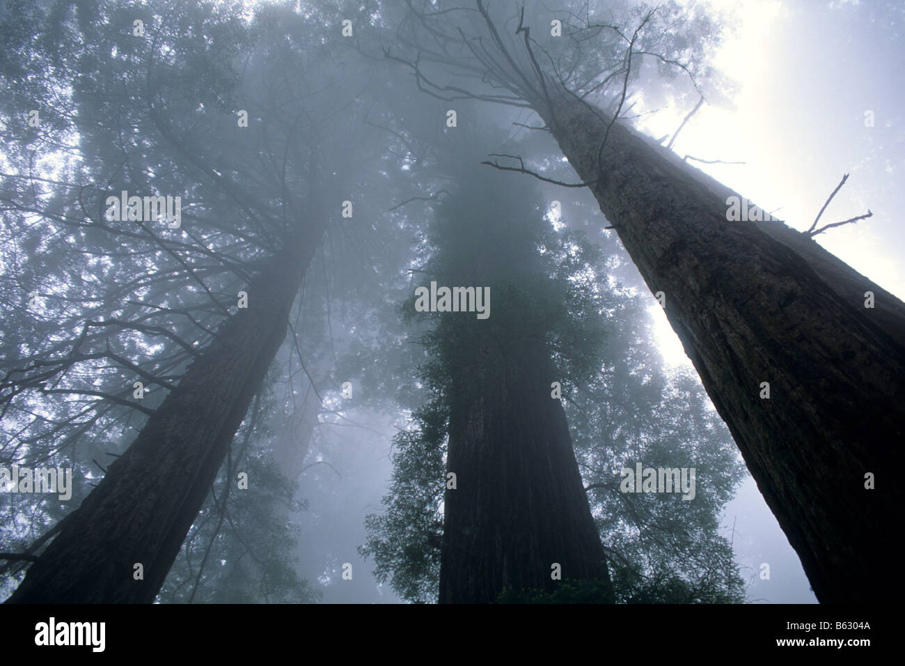 Looking up at coastal redwood trees in fog Redwood National Park ...