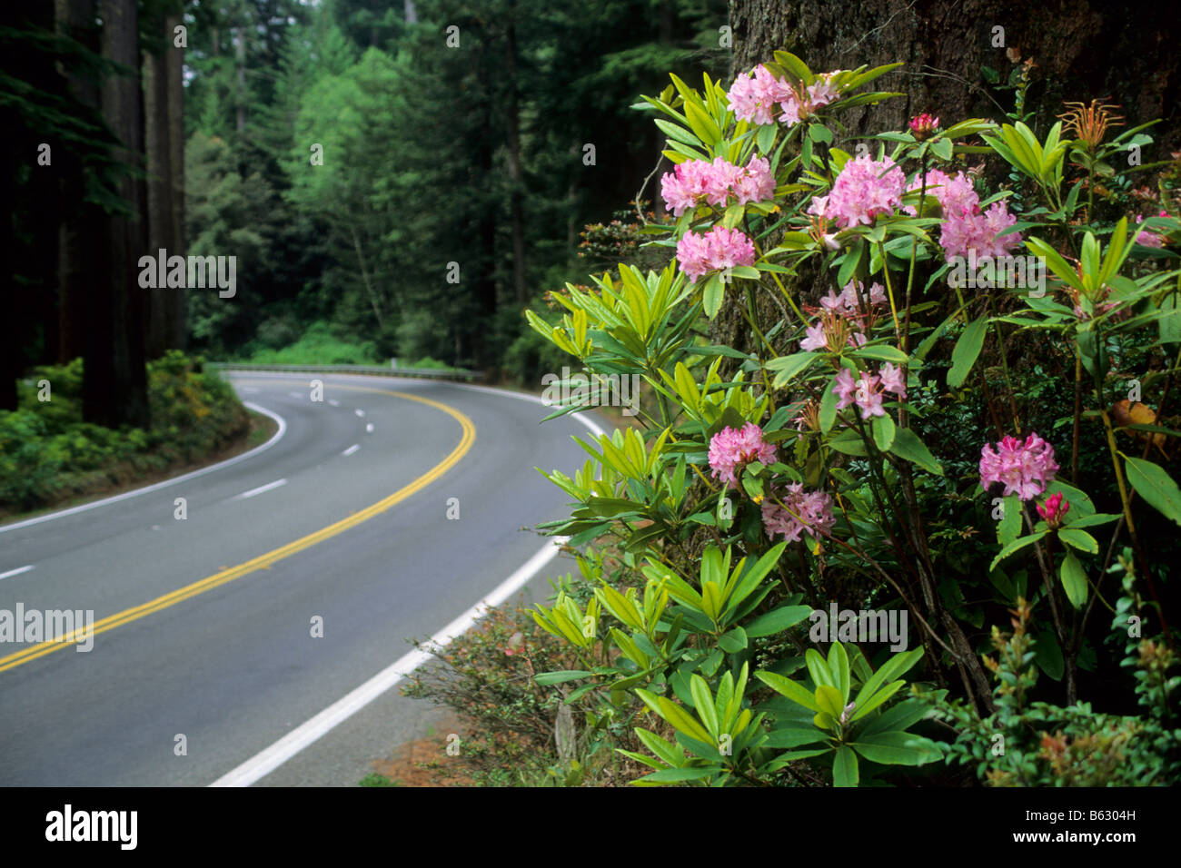 Rhododendron flowers bloom next to US 101 the Redwood Highway Redwood ...