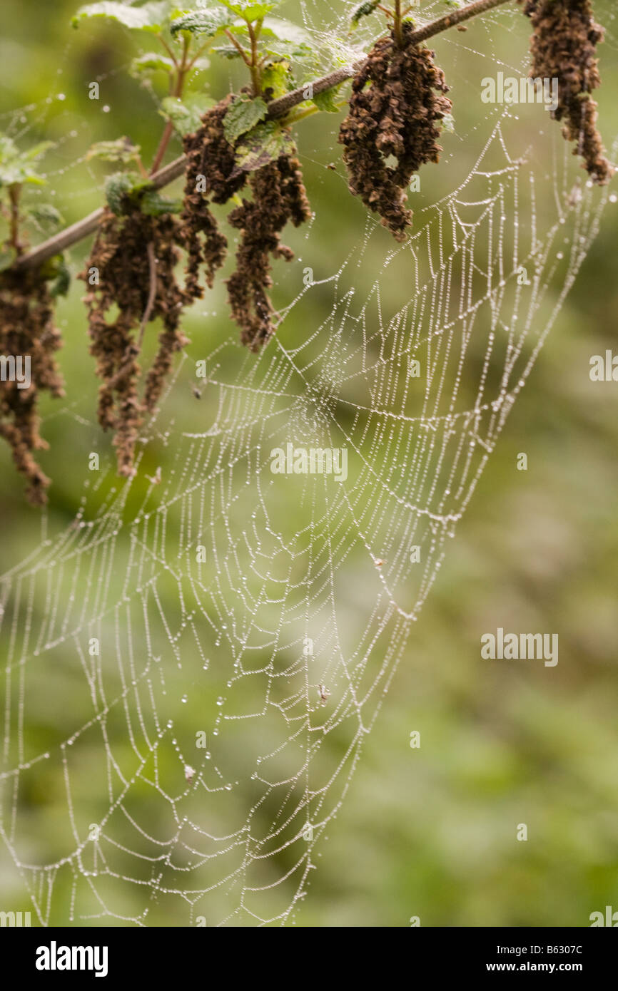 Dead Bramble Leaf High Resolution Stock Photography and Images - Alamy