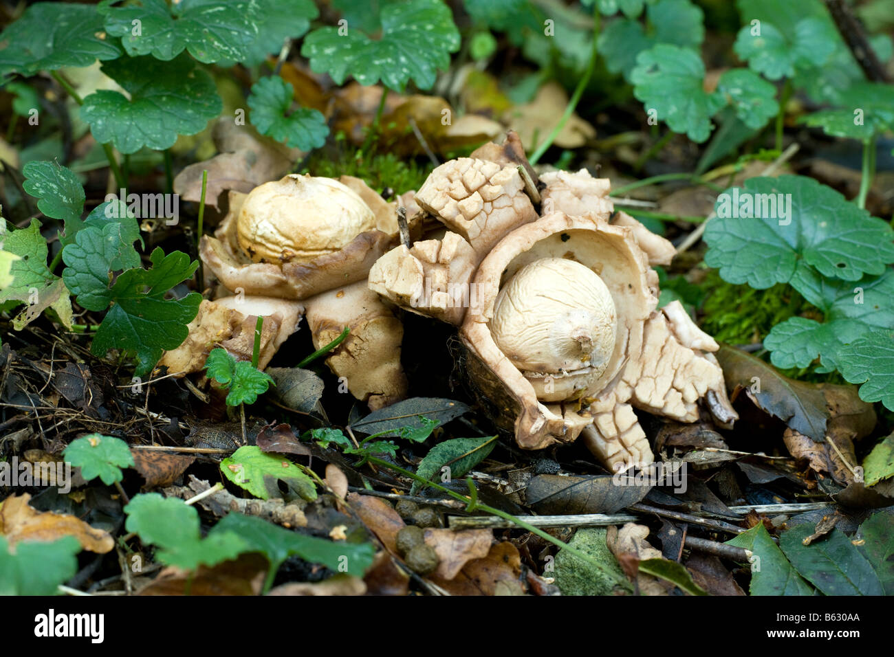 Collared Earth Star Geastrum triplex fungi two fruiting body growing ...