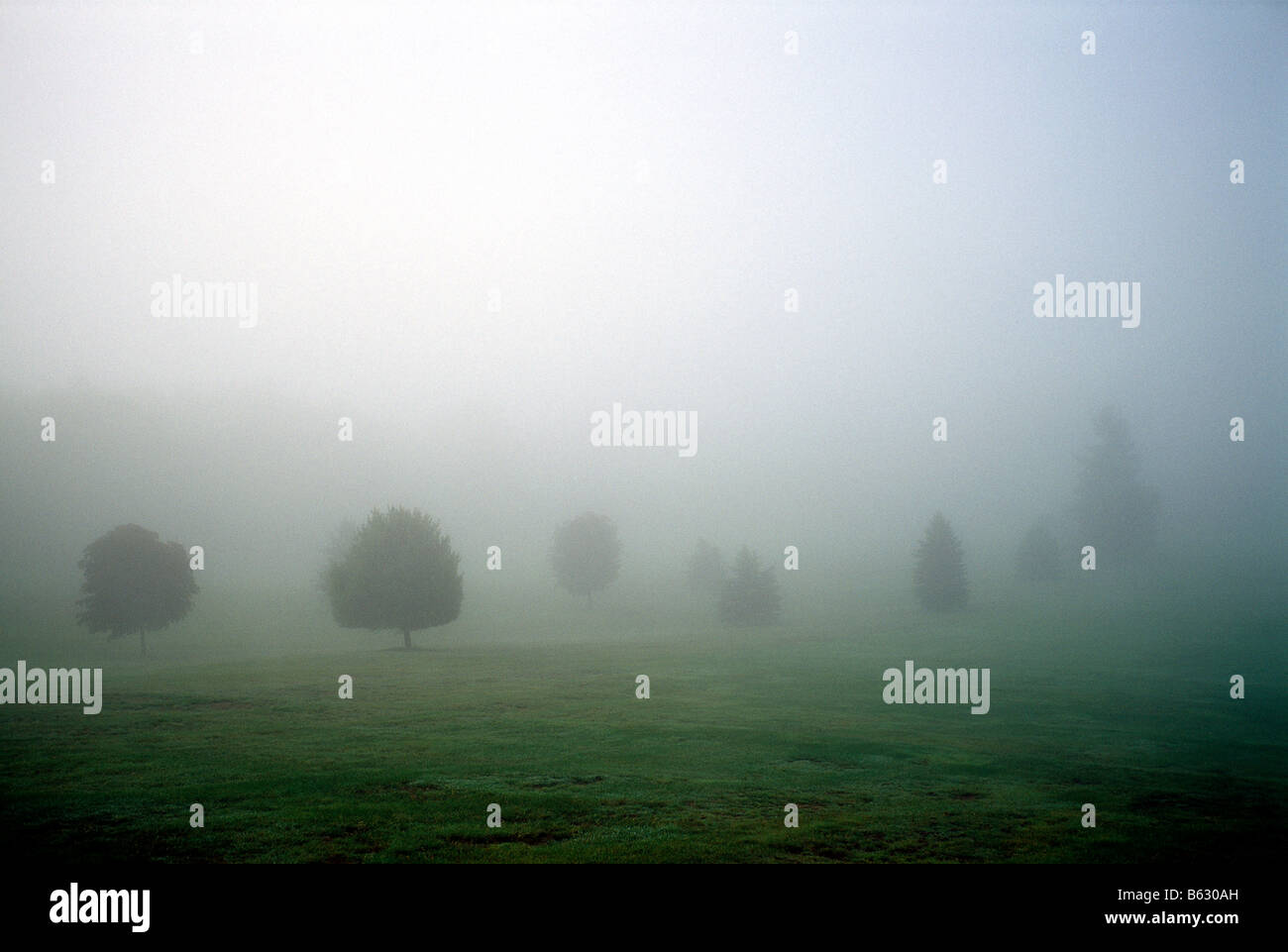 Trees in heavy fog, Foxburg Country Club, the oldest (1887 ...
