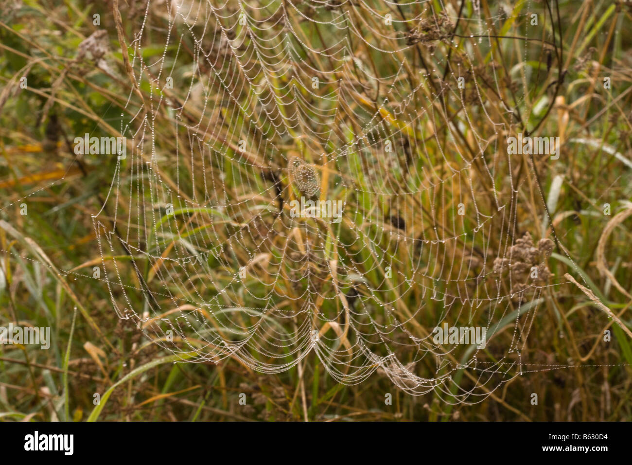 Dead Bramble Leaf High Resolution Stock Photography and Images - Alamy
