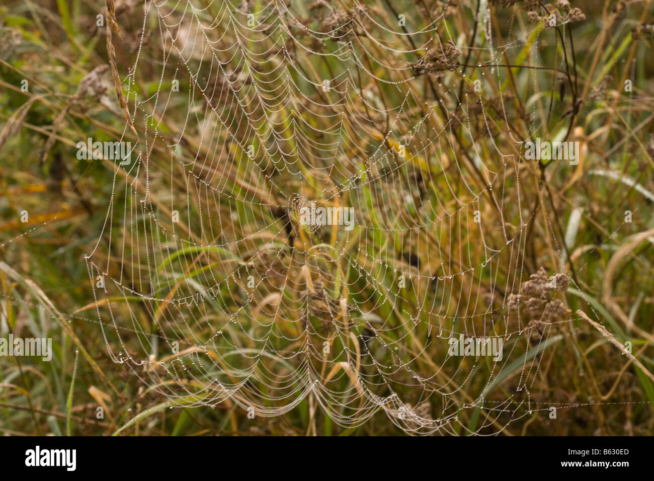 Dead bramble leaf hi-res stock photography and images - Alamy