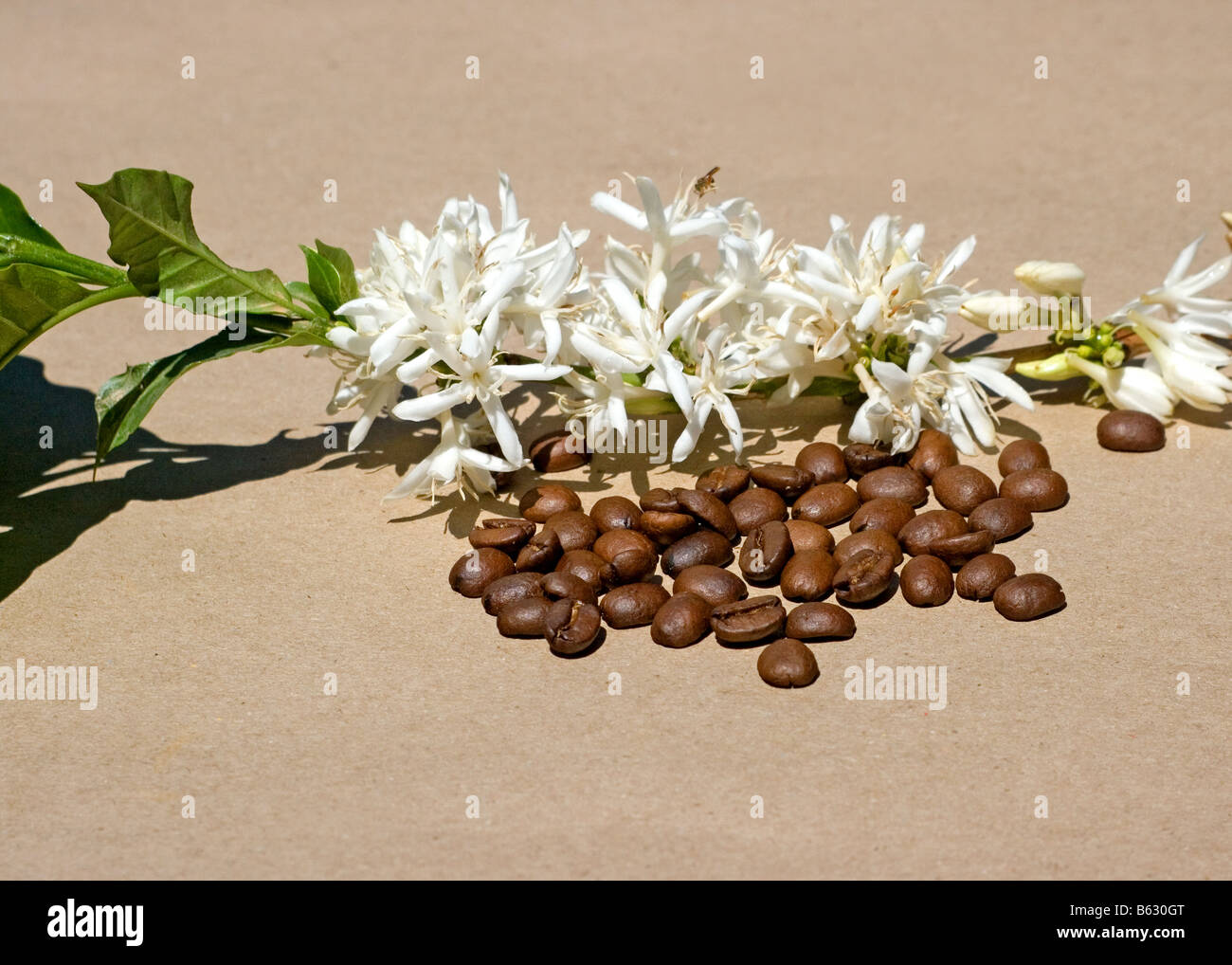 Coffee beans and flower Stock Photo - Alamy