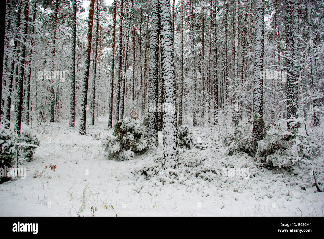 snow in the forest Stock Photo - Alamy
