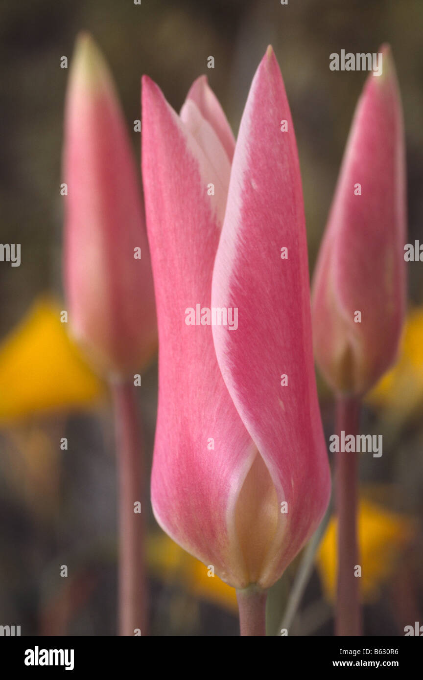 Tulipa 'Lady Jane' (Tulip) Miscellaneous group tulip. Close up of ...