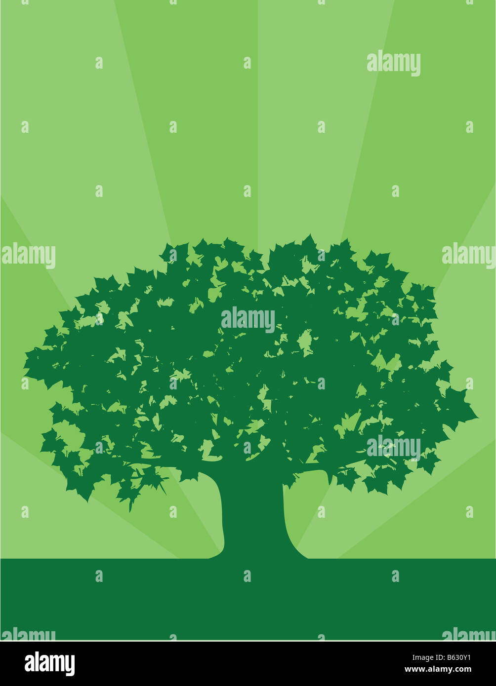 Green silhouette of a maple tree against a green striped sunrise Stock ...