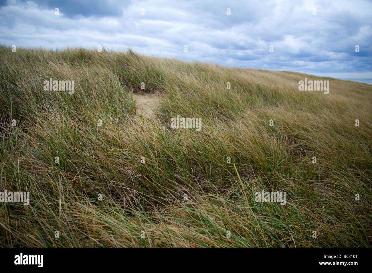 Sand dunes with grass Cape Cod MA USA Stock Photo - Alamy