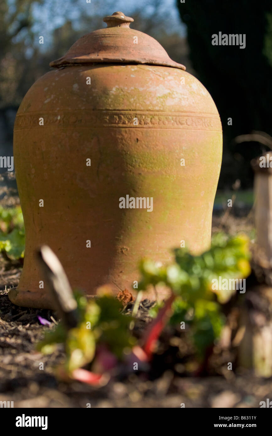 Terracotta rhubarb forcer hi-res stock photography and images - Alamy