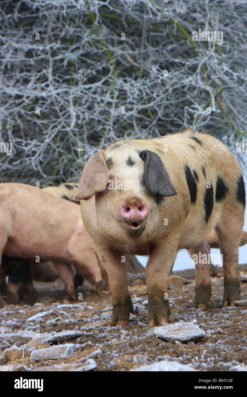 pigs in the frost Stock Photo - Alamy