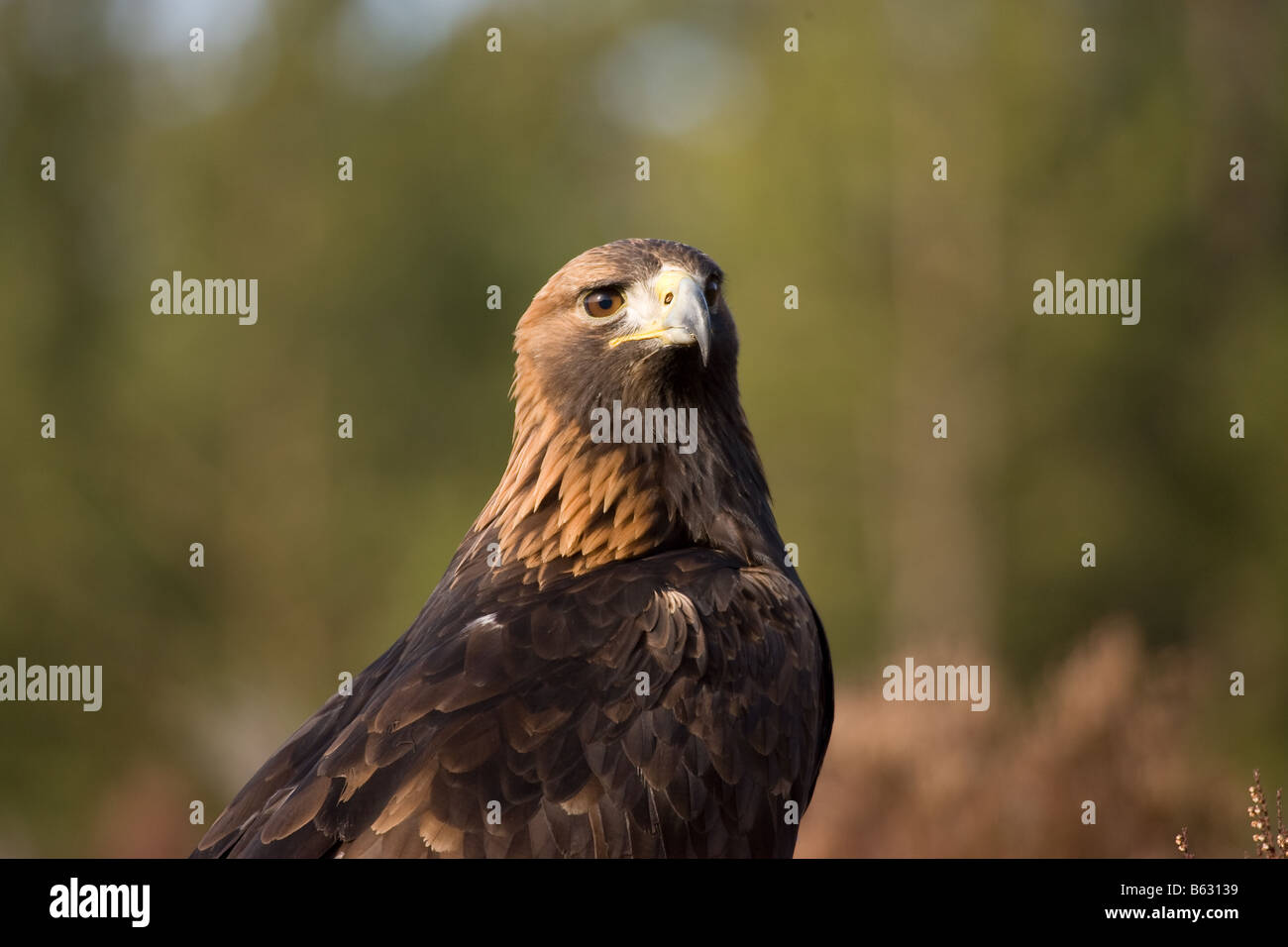 Cairngorms national park golden eagle hi-res stock photography and ...