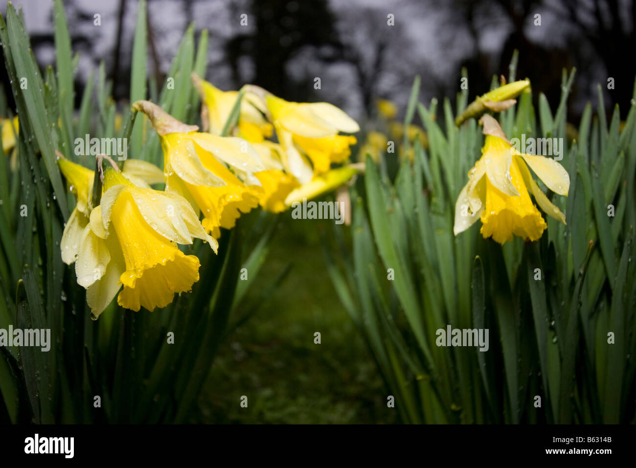 daffodils in the rain Stock Photo - Alamy