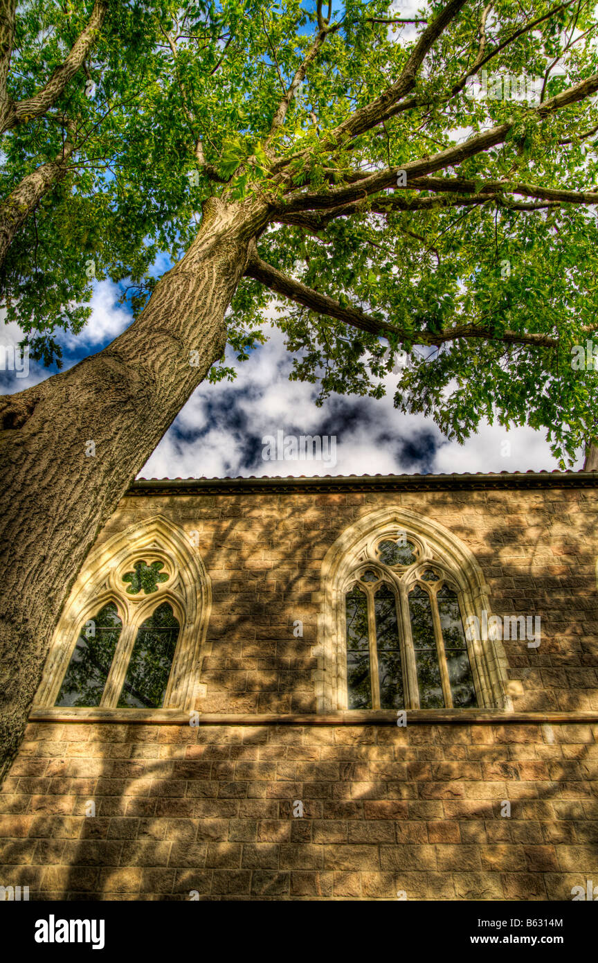 Tree in front of a building hi-res stock photography and images - Alamy