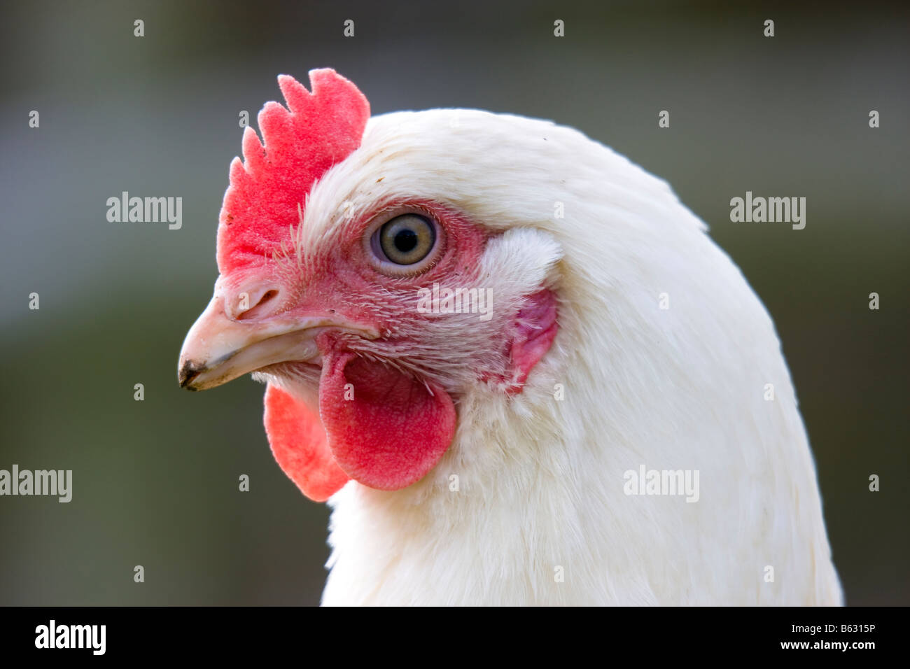 Hen comb hi-res stock photography and images - Alamy
