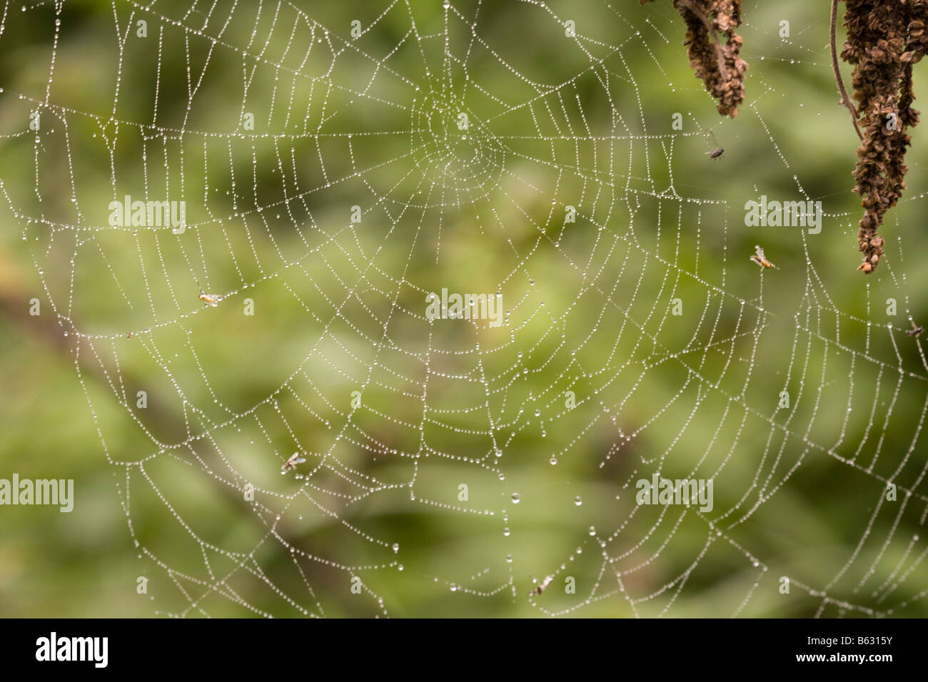 A Spider's Web With Morning Dewdrops And Dead Flies Stock Photo - Alamy