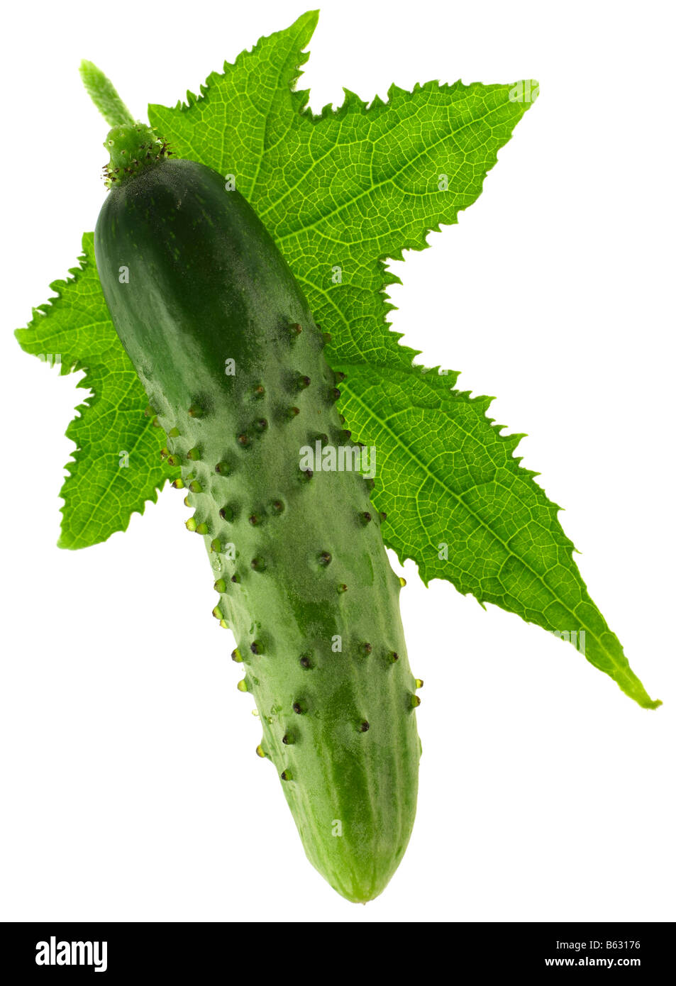 Green cucumber with leaf and flower Stock Photo - Alamy