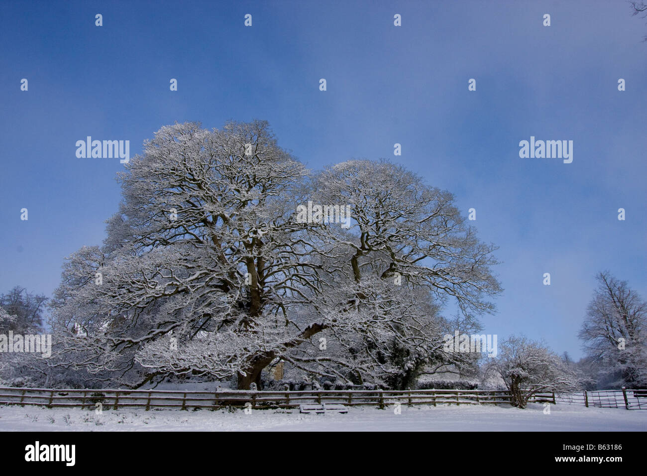 Winter sycamore hi-res stock photography and images - Alamy