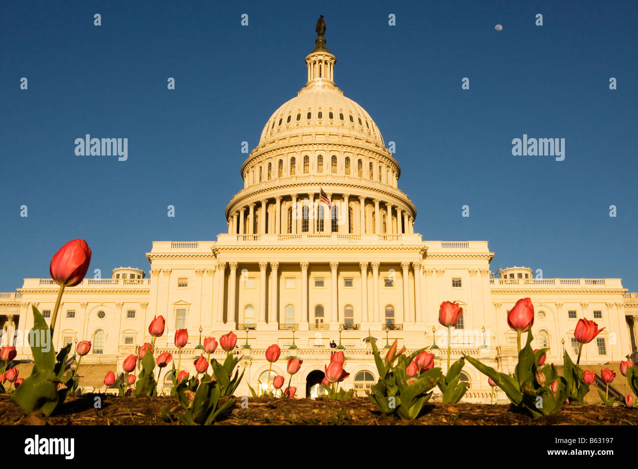 Tulips in front of a government building, State Capitol Building, The ...