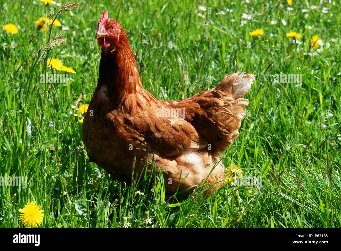 Hen outside in the meadow Stock Photo - Alamy